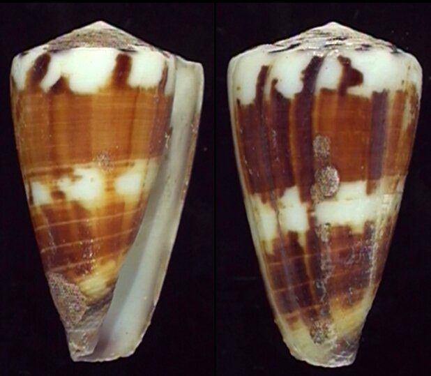 New shells - ShellBrothers - New shells