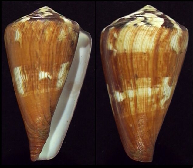 New shells - ShellBrothers - New shells