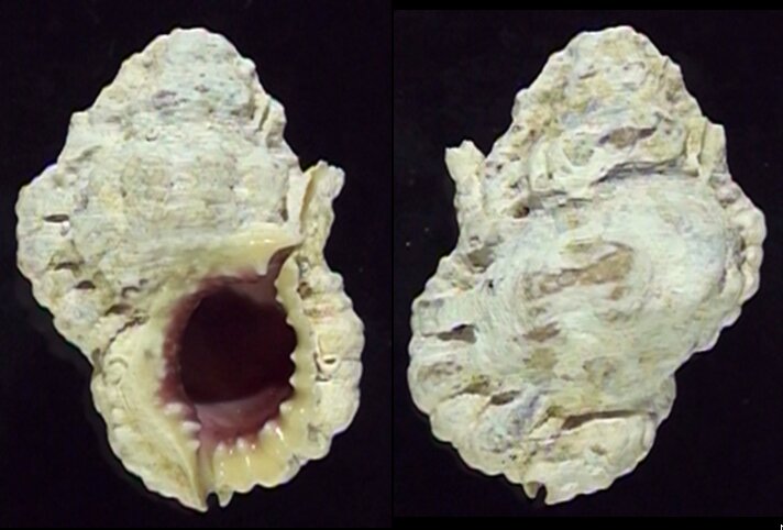 New shells - ShellBrothers - New shells