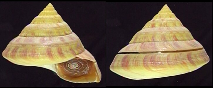 New shells - ShellBrothers - New shells