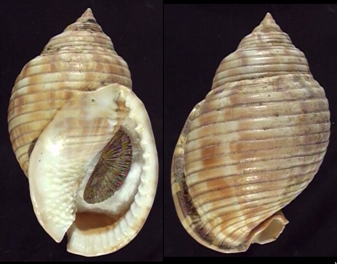 New shells - ShellBrothers - New shells