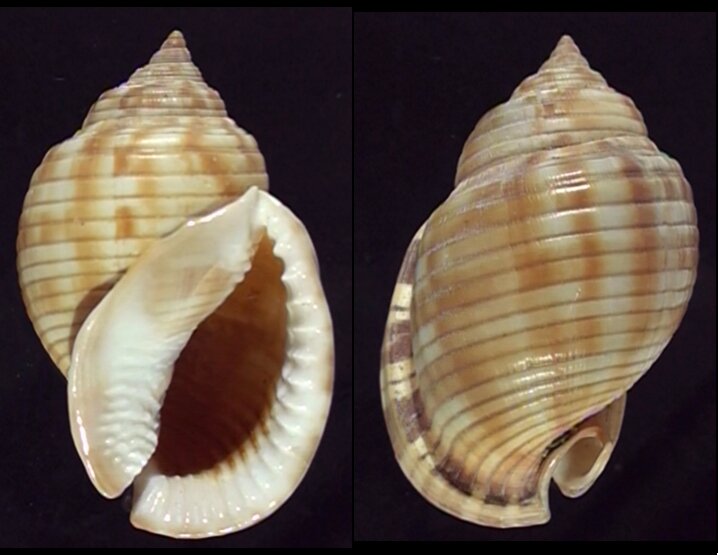 New shells - ShellBrothers - New shells