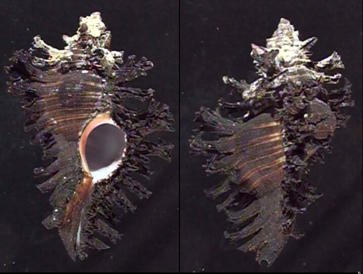 New shells - ShellBrothers - New shells