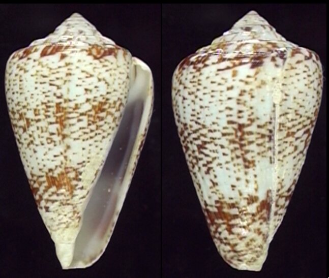 New shells - ShellBrothers - New shells