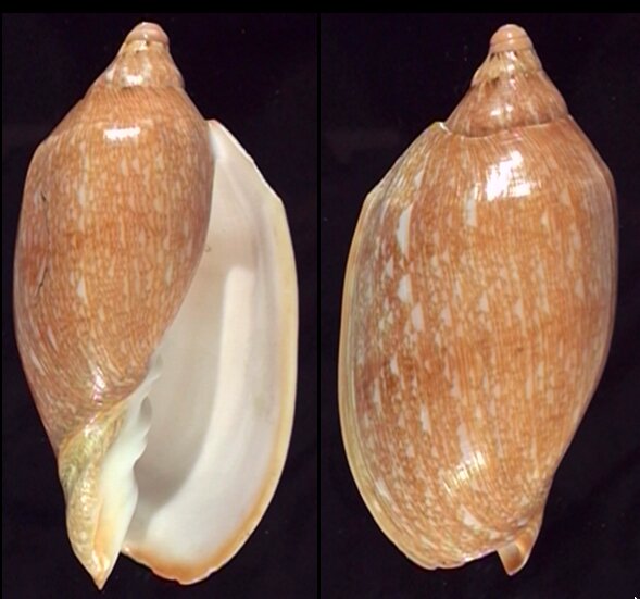 All shells - ShellBrothers - All shells