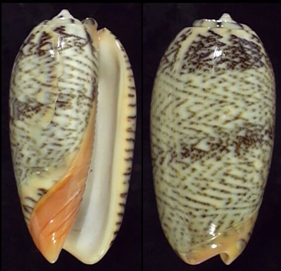 New shells - ShellBrothers - New shells