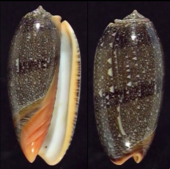 New shells - ShellBrothers - New shells