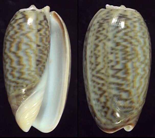 New shells - ShellBrothers - New shells