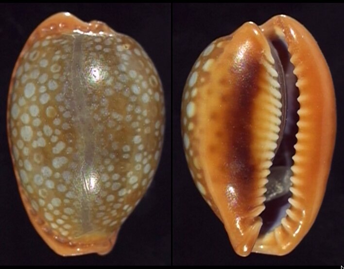 New shells - ShellBrothers - New shells