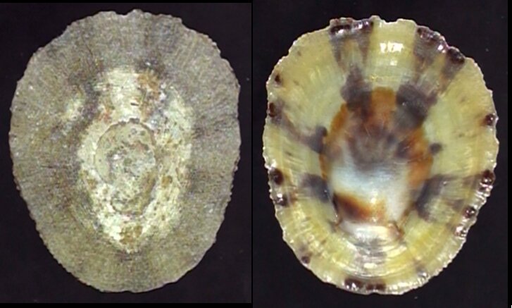 All shells - ShellBrothers - All shells