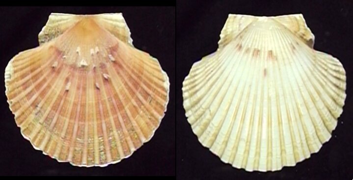 All shells - ShellBrothers - All shells