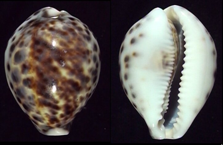 All shells - ShellBrothers - All shells