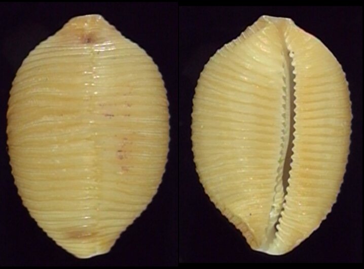 New shells - ShellBrothers - New shells