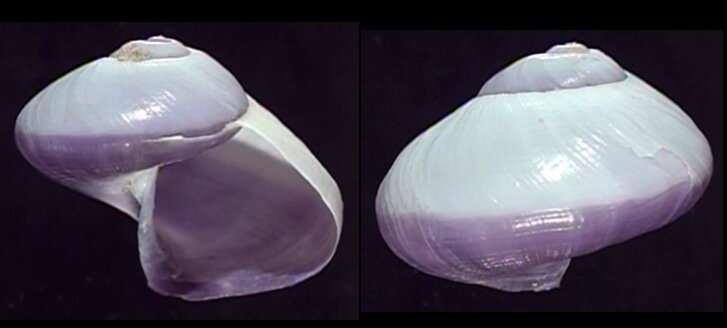 New shells - ShellBrothers - New shells