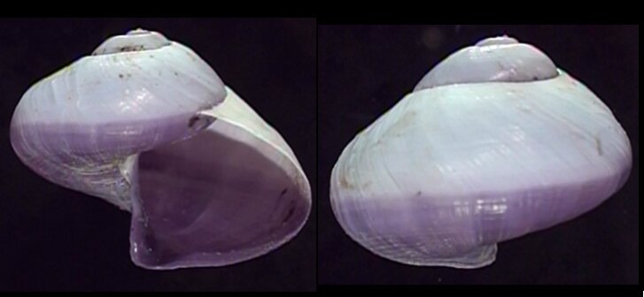 New shells - ShellBrothers - New shells