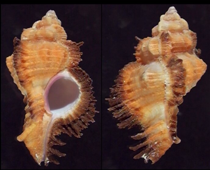 New shells - ShellBrothers - New shells