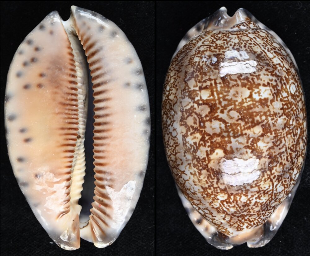 New shells - ShellBrothers - New shells