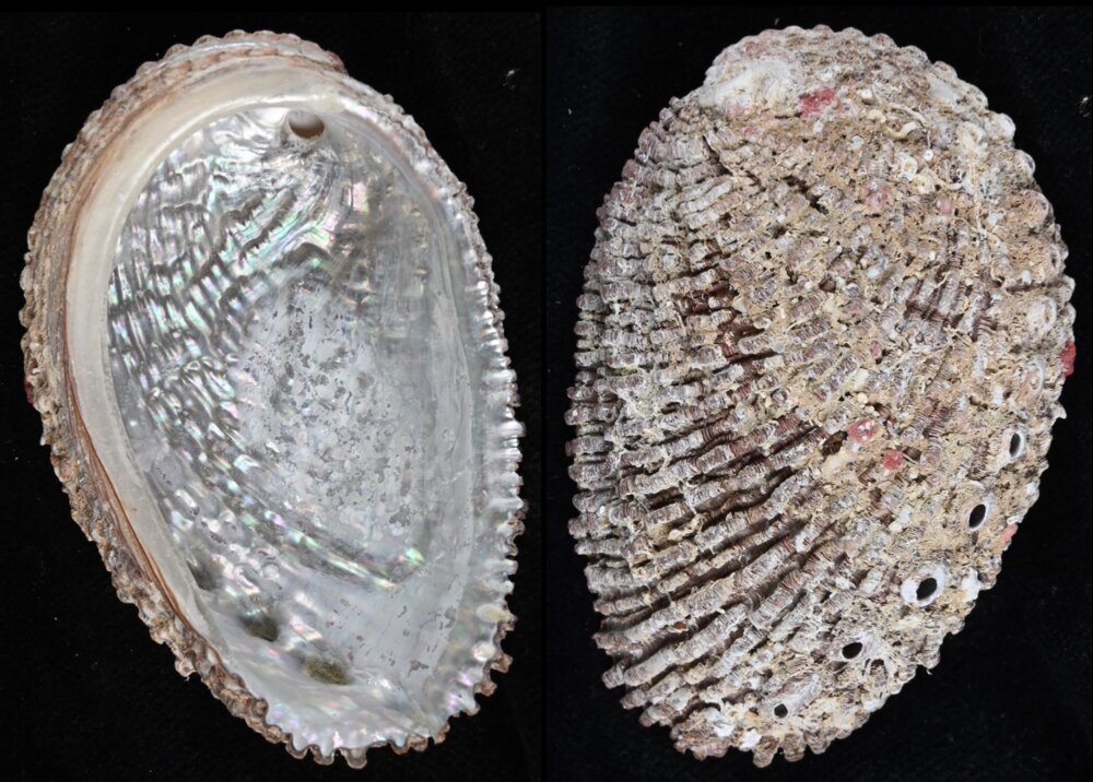 New shells - ShellBrothers - New shells