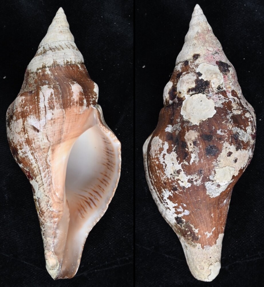 New shells - ShellBrothers - New shells