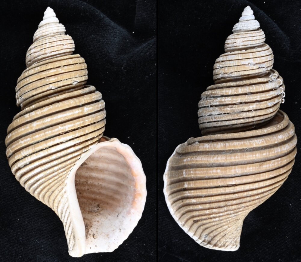 New shells - ShellBrothers - New shells