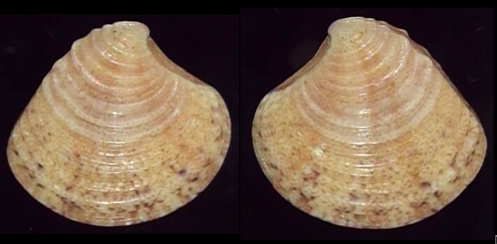 New shells - ShellBrothers - New shells