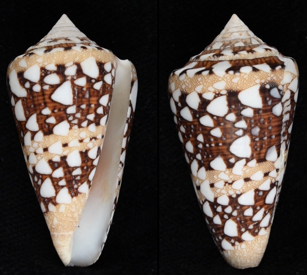 New shells - ShellBrothers - New shells