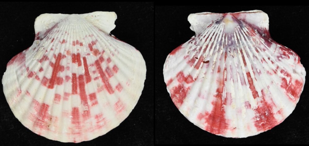 New shells - ShellBrothers - New shells