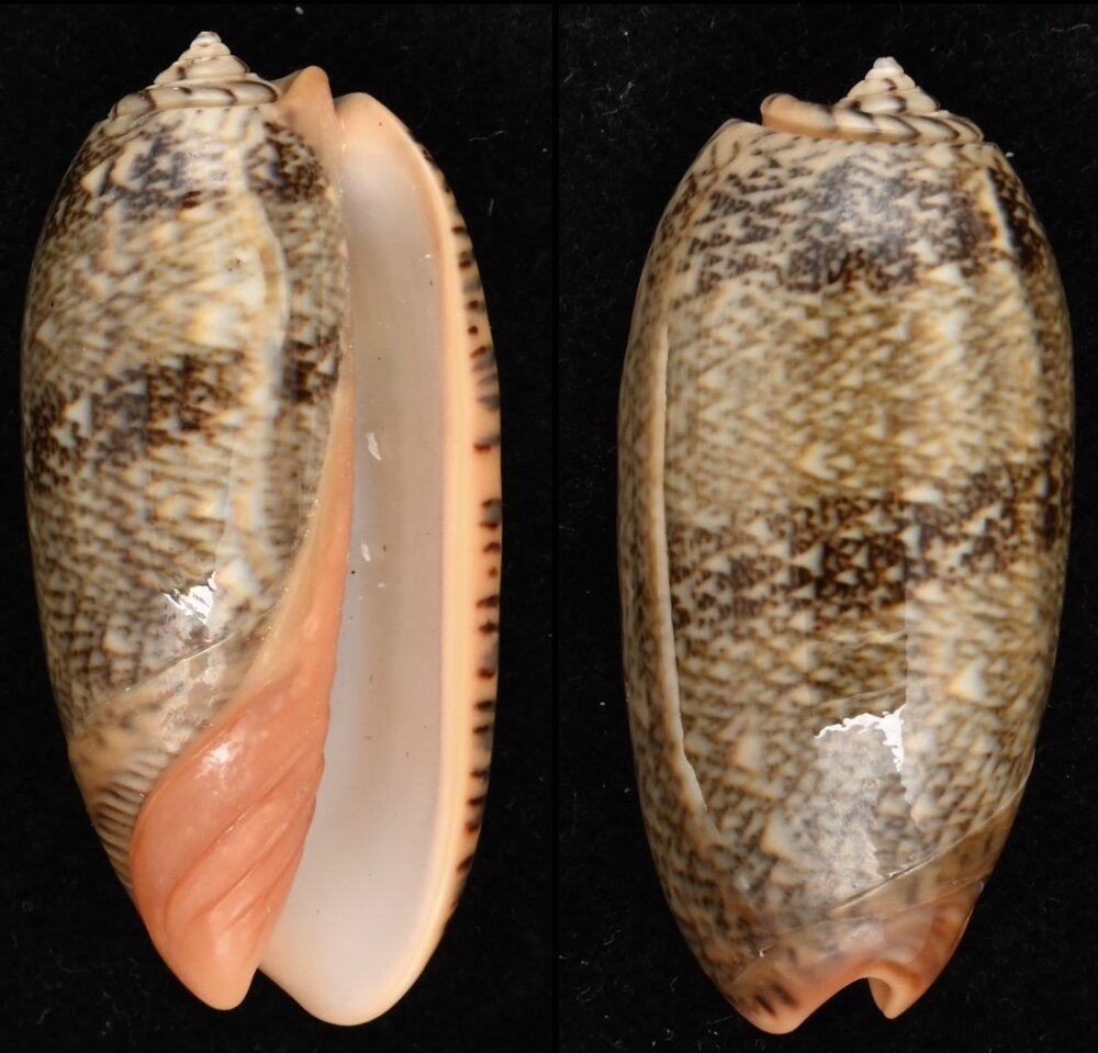 New shells - ShellBrothers - New shells