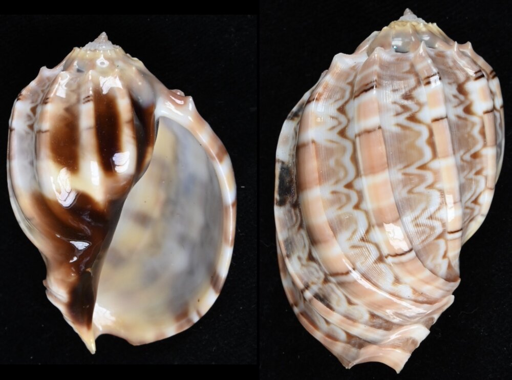 All shells - ShellBrothers - All shells