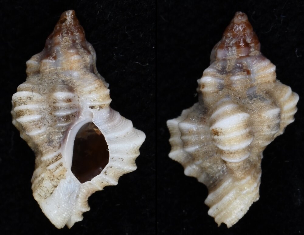 New shells - ShellBrothers - New shells