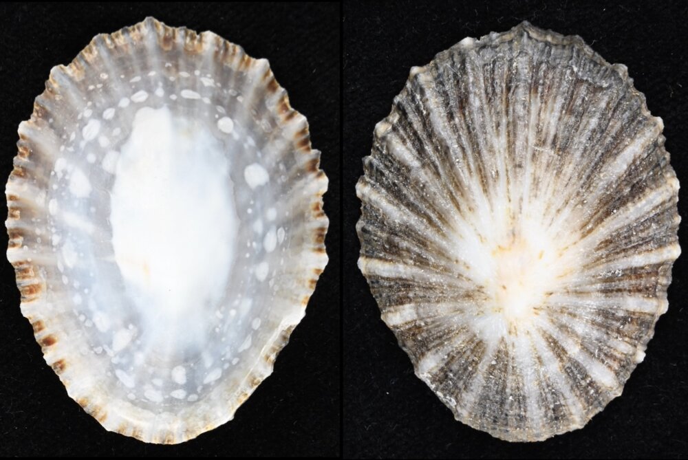 New shells - ShellBrothers - New shells