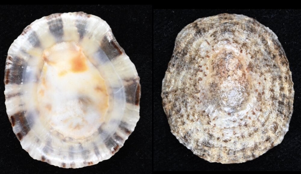 All shells - ShellBrothers - All shells