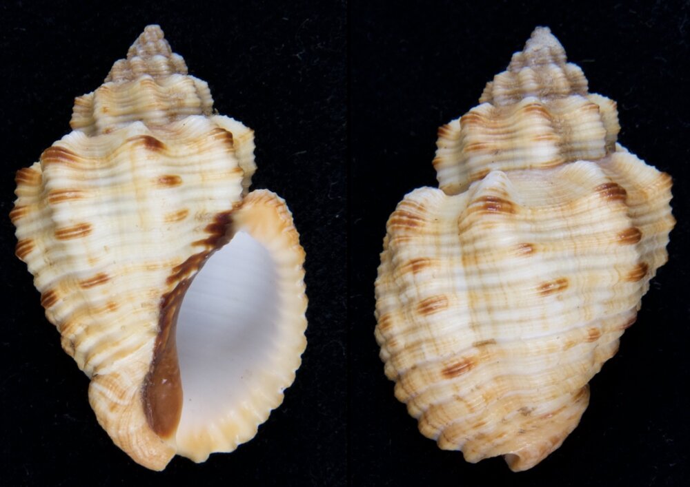 All shells - ShellBrothers - All shells