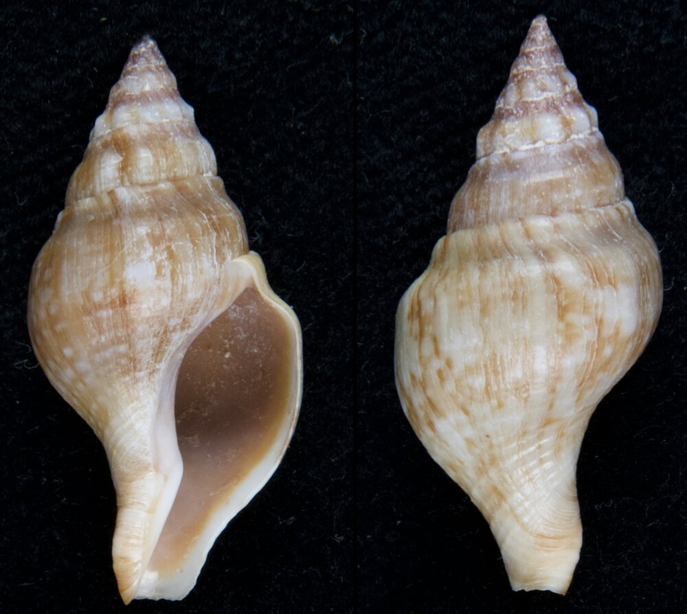 All shells - ShellBrothers - All shells