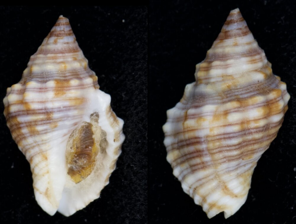 All shells - ShellBrothers - All shells