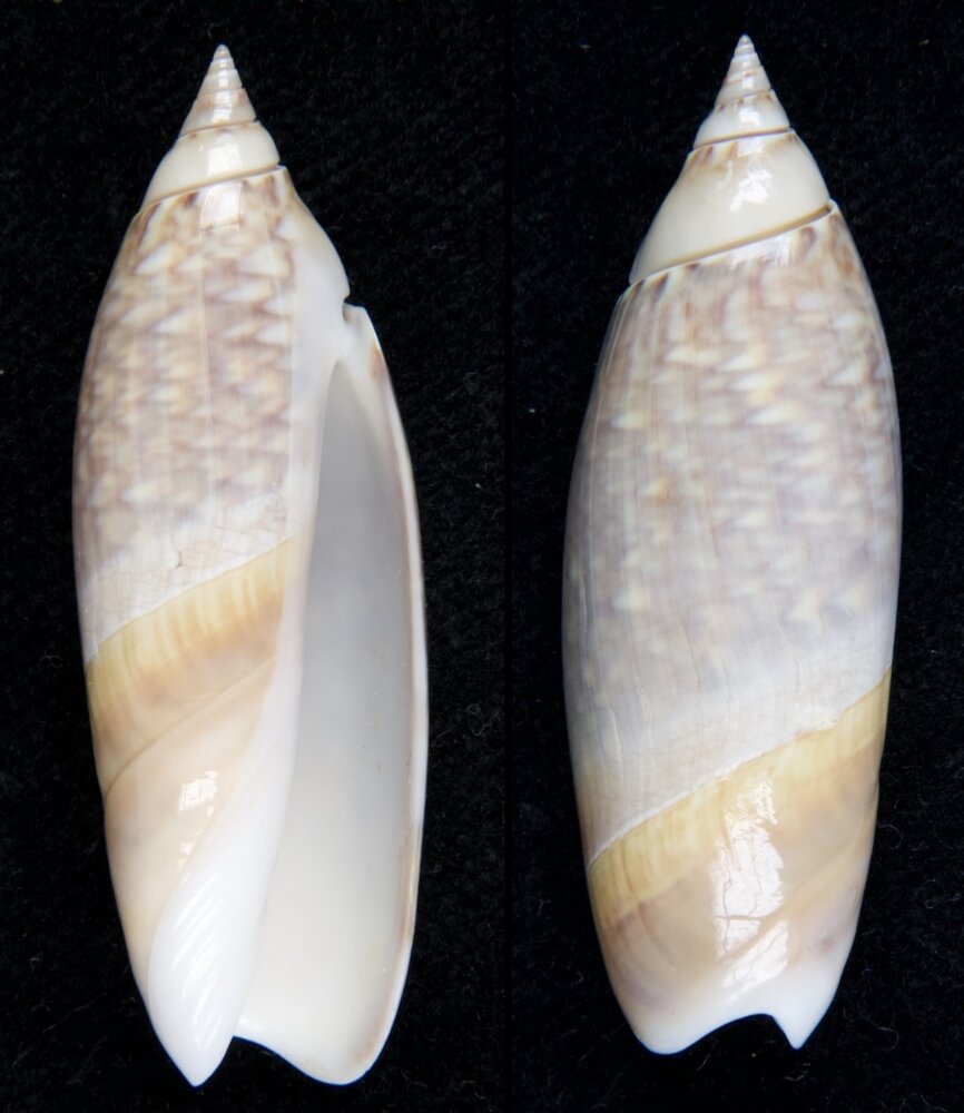 All shells - ShellBrothers - All shells
