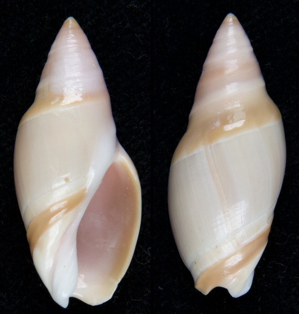All shells - ShellBrothers - All shells