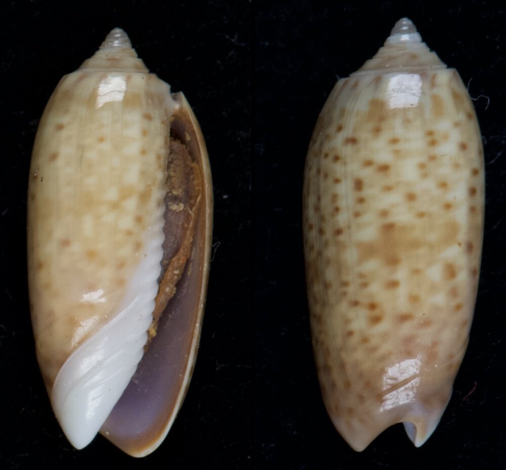 New shells - ShellBrothers - New shells