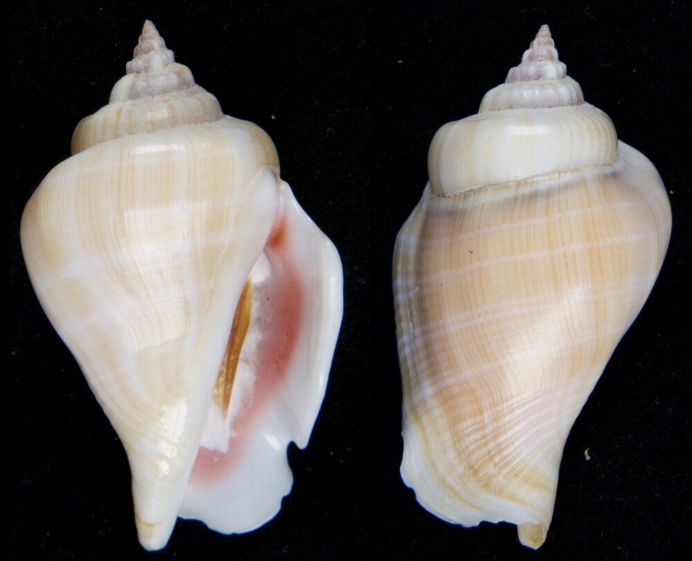 New shells - ShellBrothers - New shells