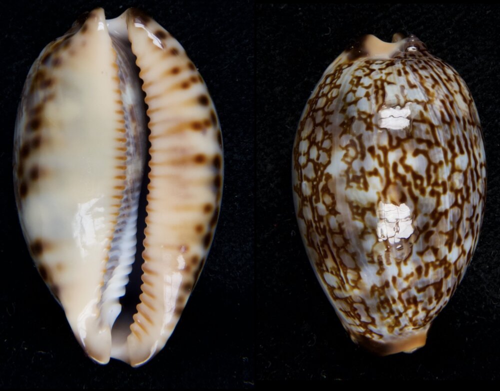 New shells - ShellBrothers - New shells
