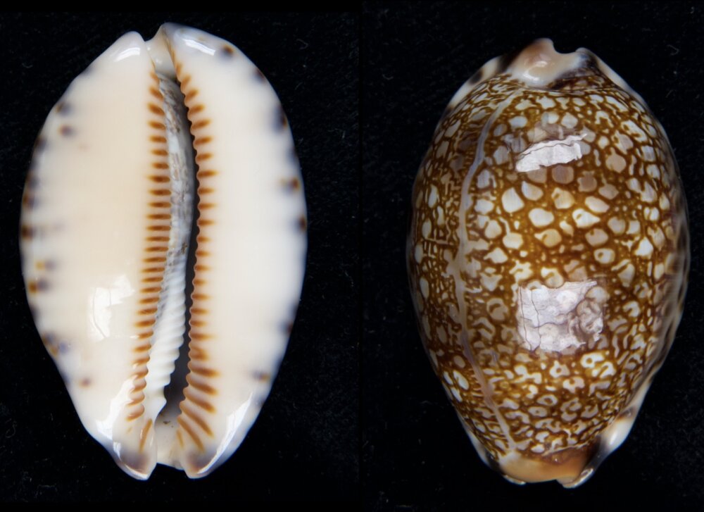 New shells - ShellBrothers - New shells