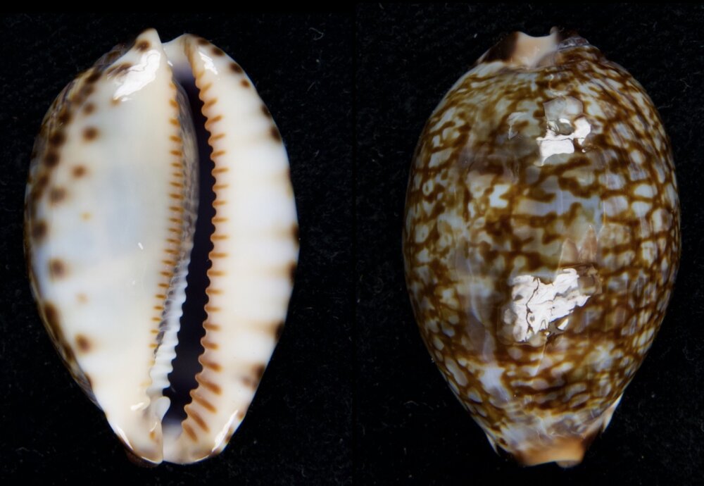 New shells - ShellBrothers - New shells