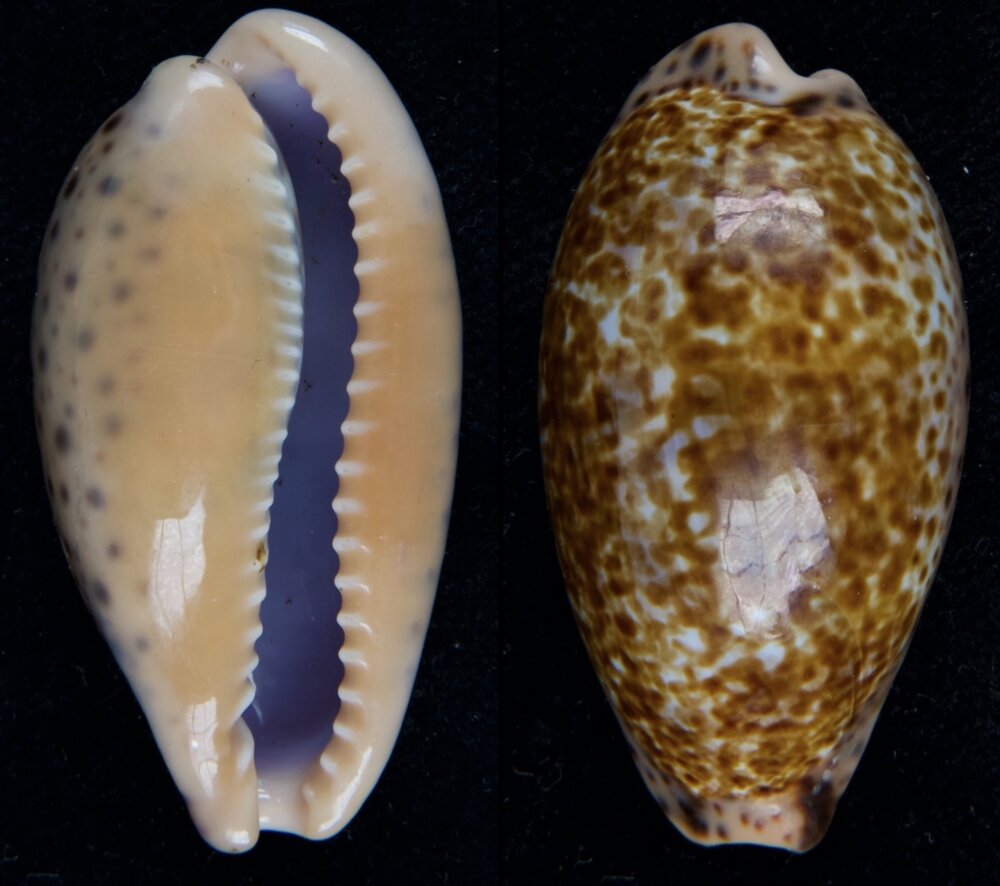 New shells - ShellBrothers - New shells