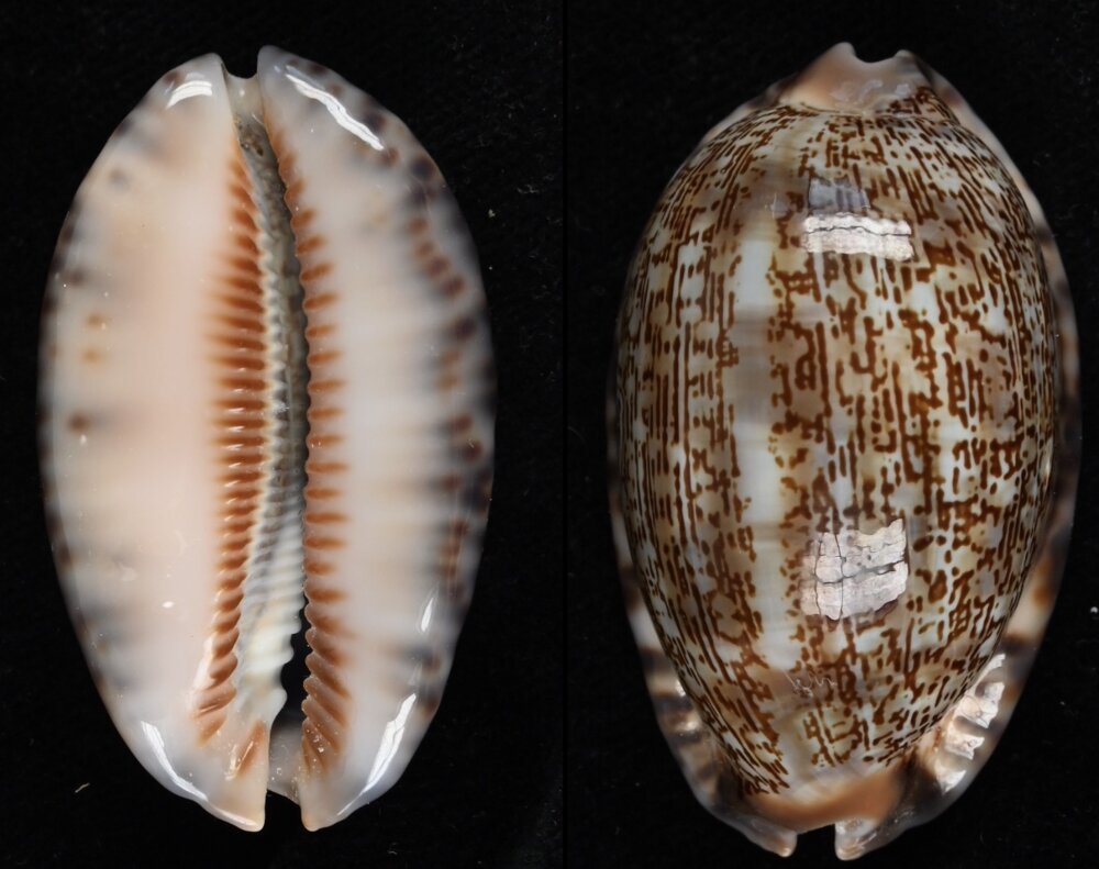 New shells - ShellBrothers - New shells
