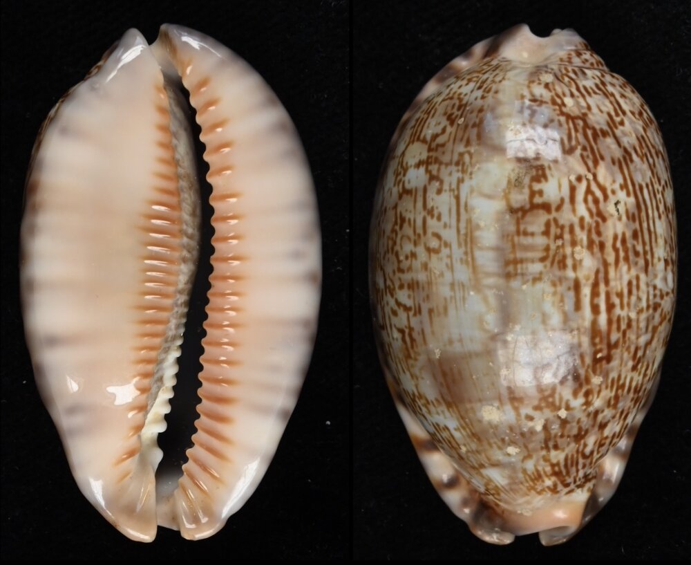 New shells - ShellBrothers - New shells