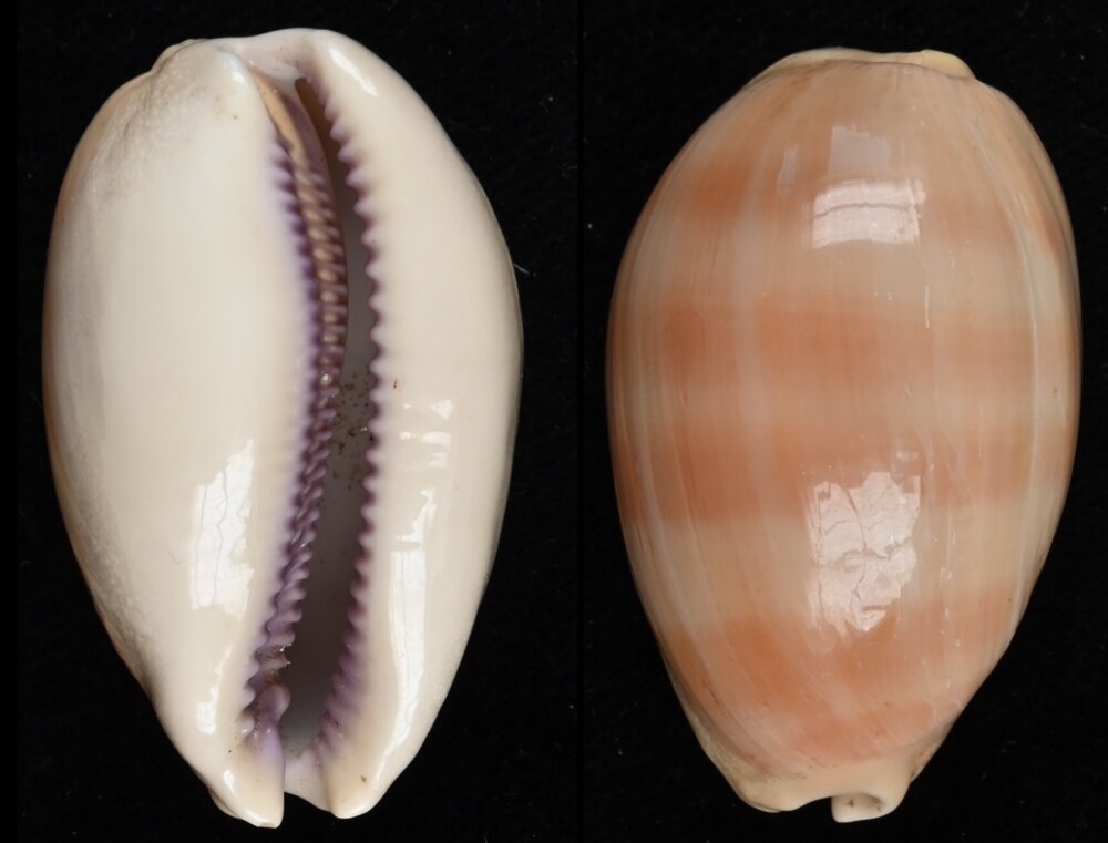 New shells - ShellBrothers - New shells