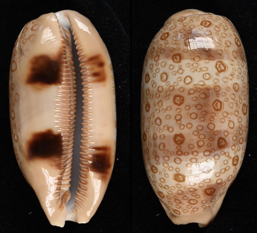 All shells - ShellBrothers - All shells