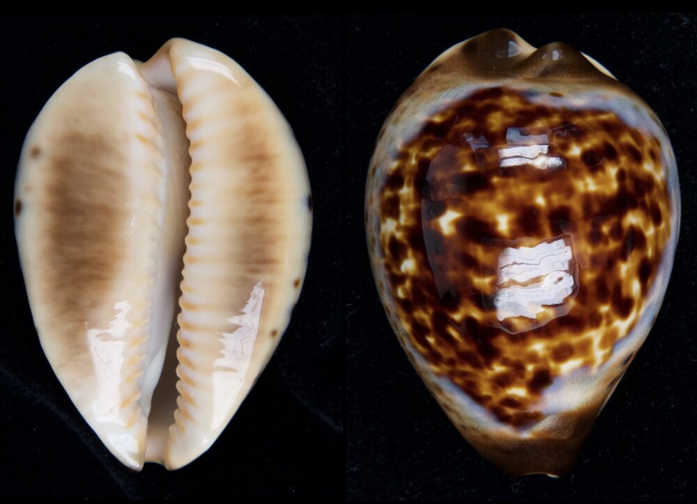 ShellBrothers - Monsecour Brothers specimen shells