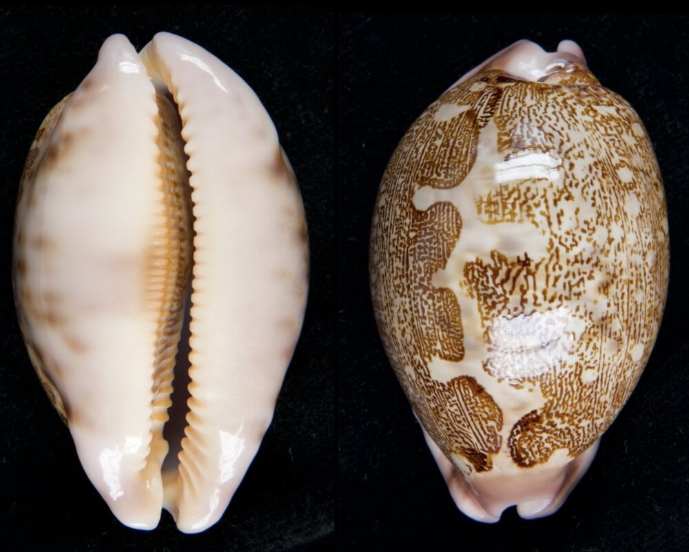 All shells - ShellBrothers - All shells