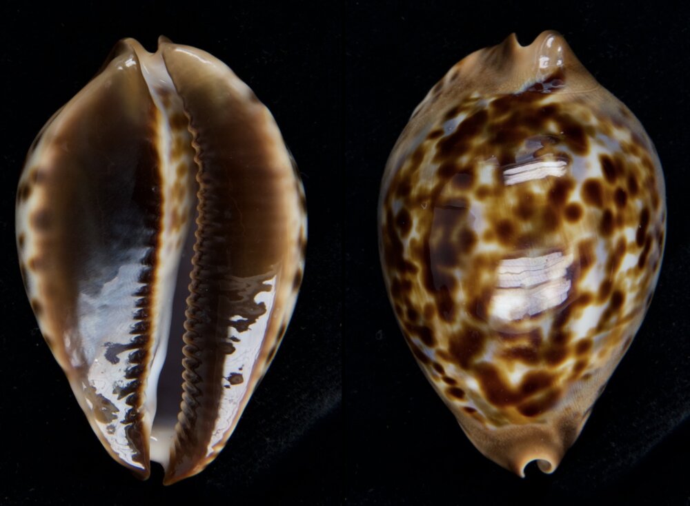 All shells - ShellBrothers - All shells